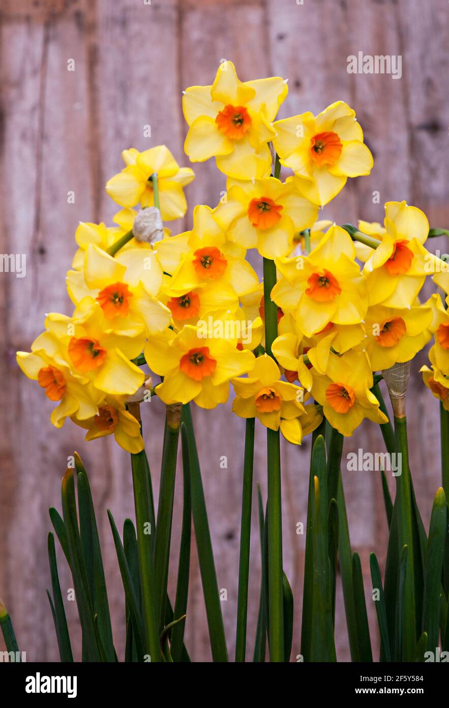Spring Bulb Flowers In A Border High Resolution Stock Photography and ...