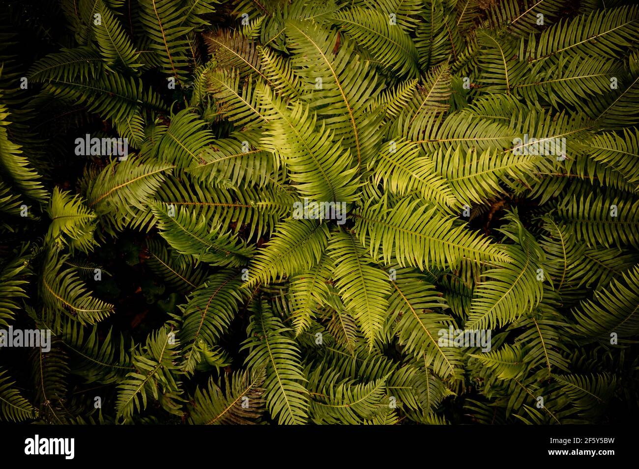 Tropical leave background hi-res stock photography and images - Alamy