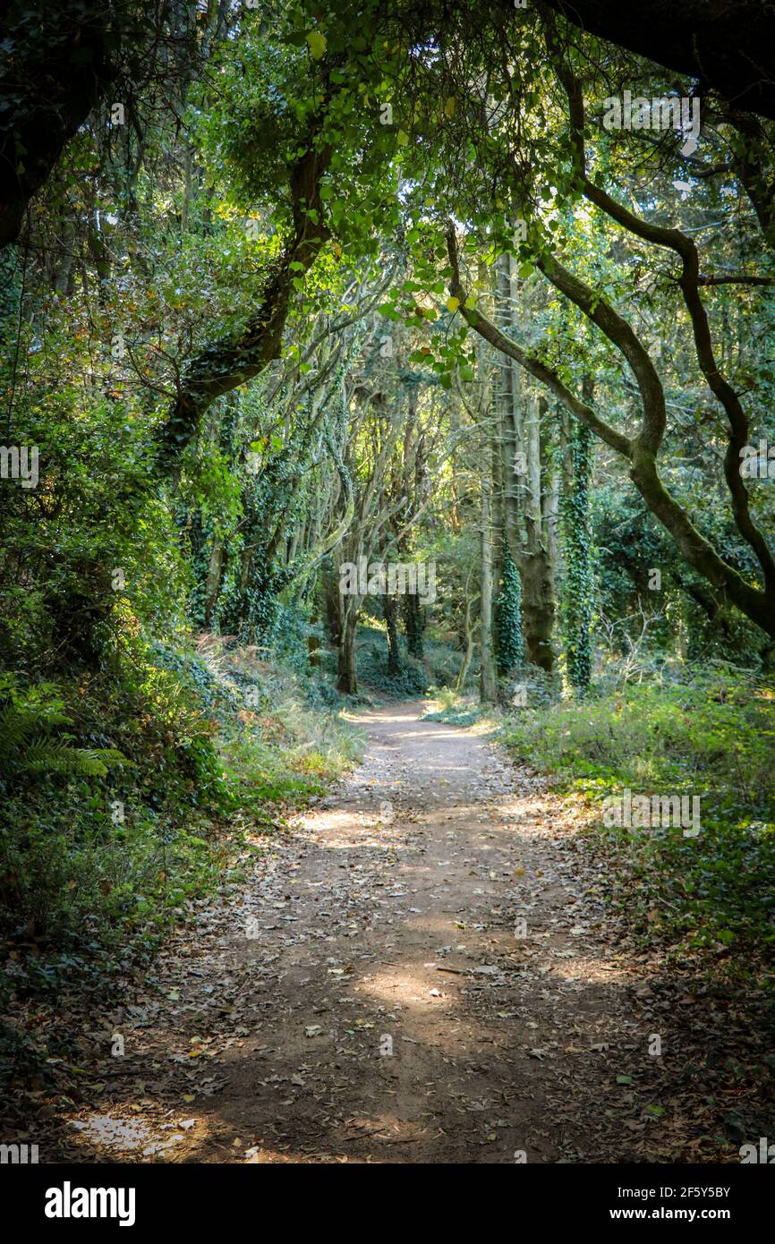 Amazing and relaxing path in the forest. hiking trail Surrounded by tr ...