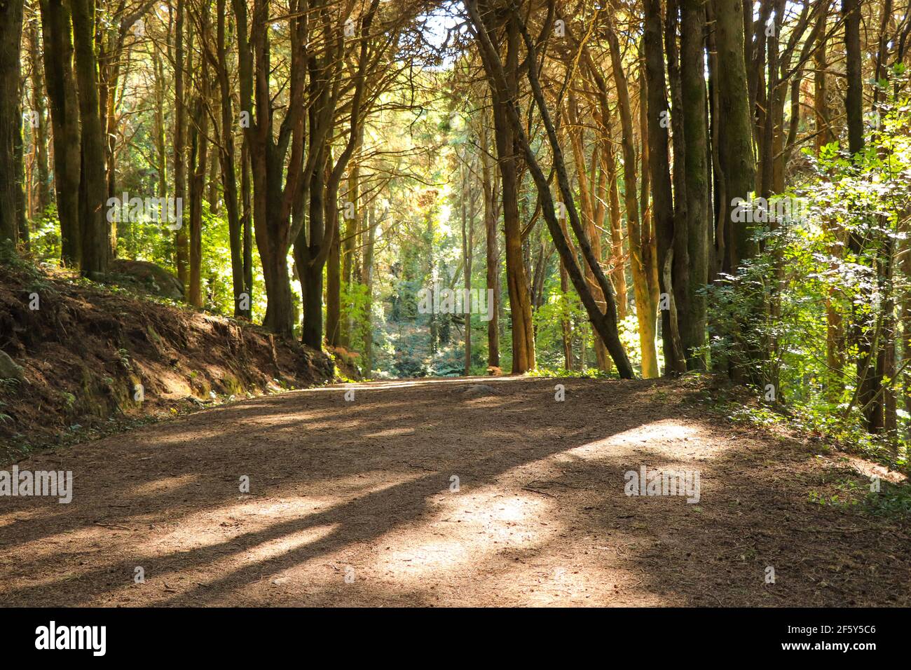 Amazing and relaxing path in the forest. hiking trail Surrounded by tr ...