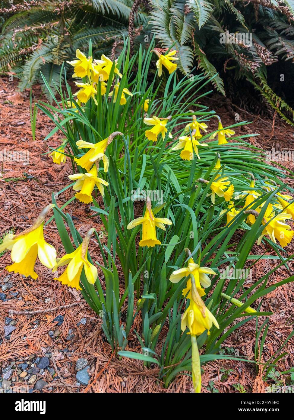 Lent lily (Narcissus pseudonarcissus) is a perennial flowering plant ...