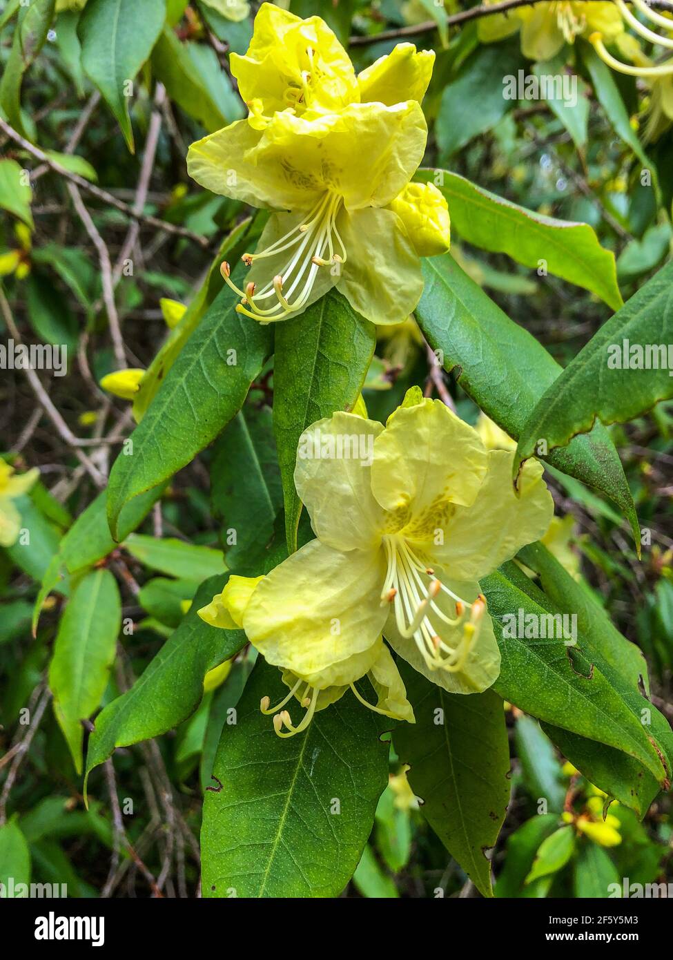 Rhododendron species hi-res stock photography and images - Alamy