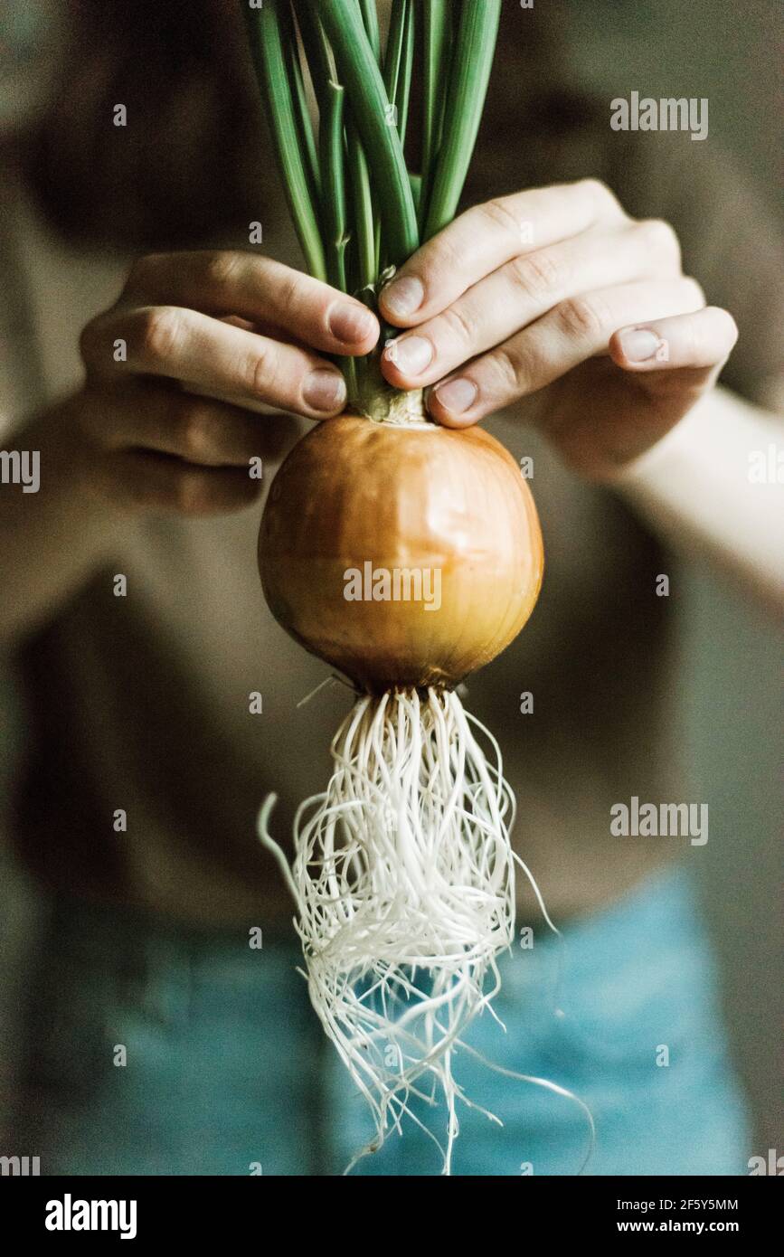 Closeup of a woman holding organic onions in his hands Stock Photo - Alamy