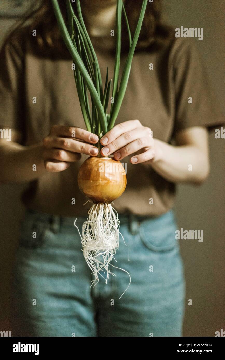Harvest onions in hands hi-res stock photography and images - Alamy