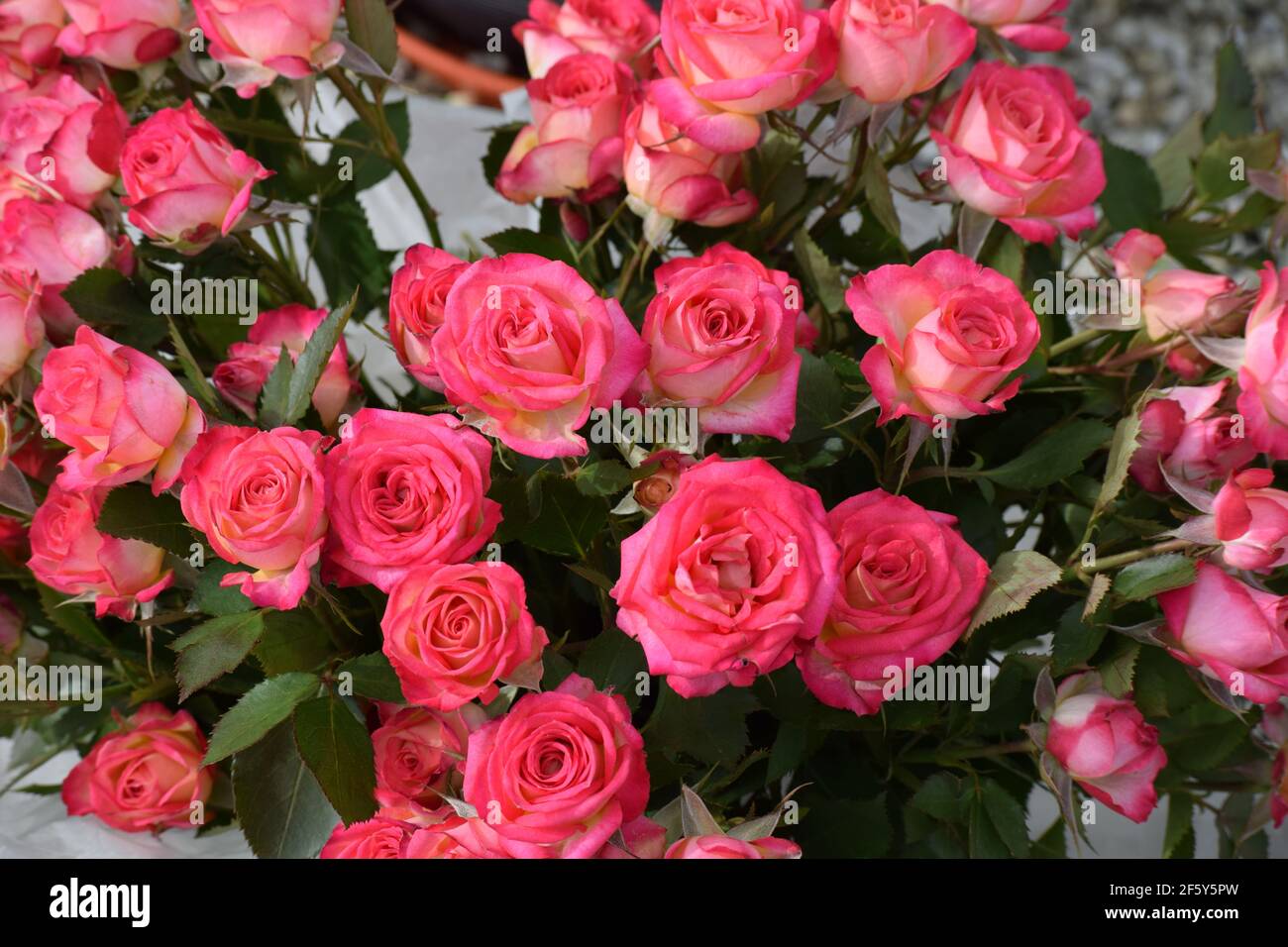 A bunch of red roses in Ireland Stock Photo - Alamy