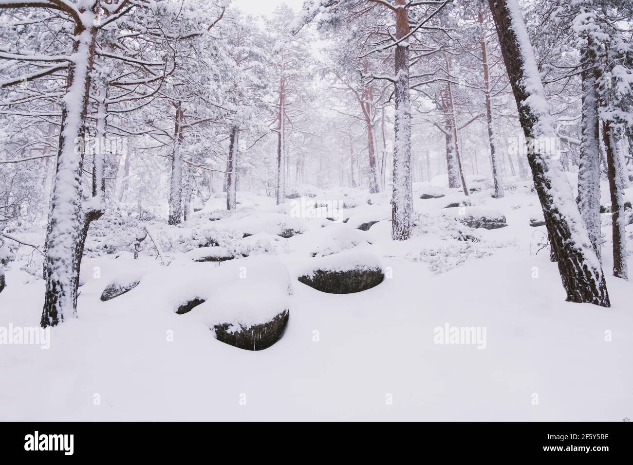 Winter whiteout scene with snowcapped pine trees during blizzard in ...