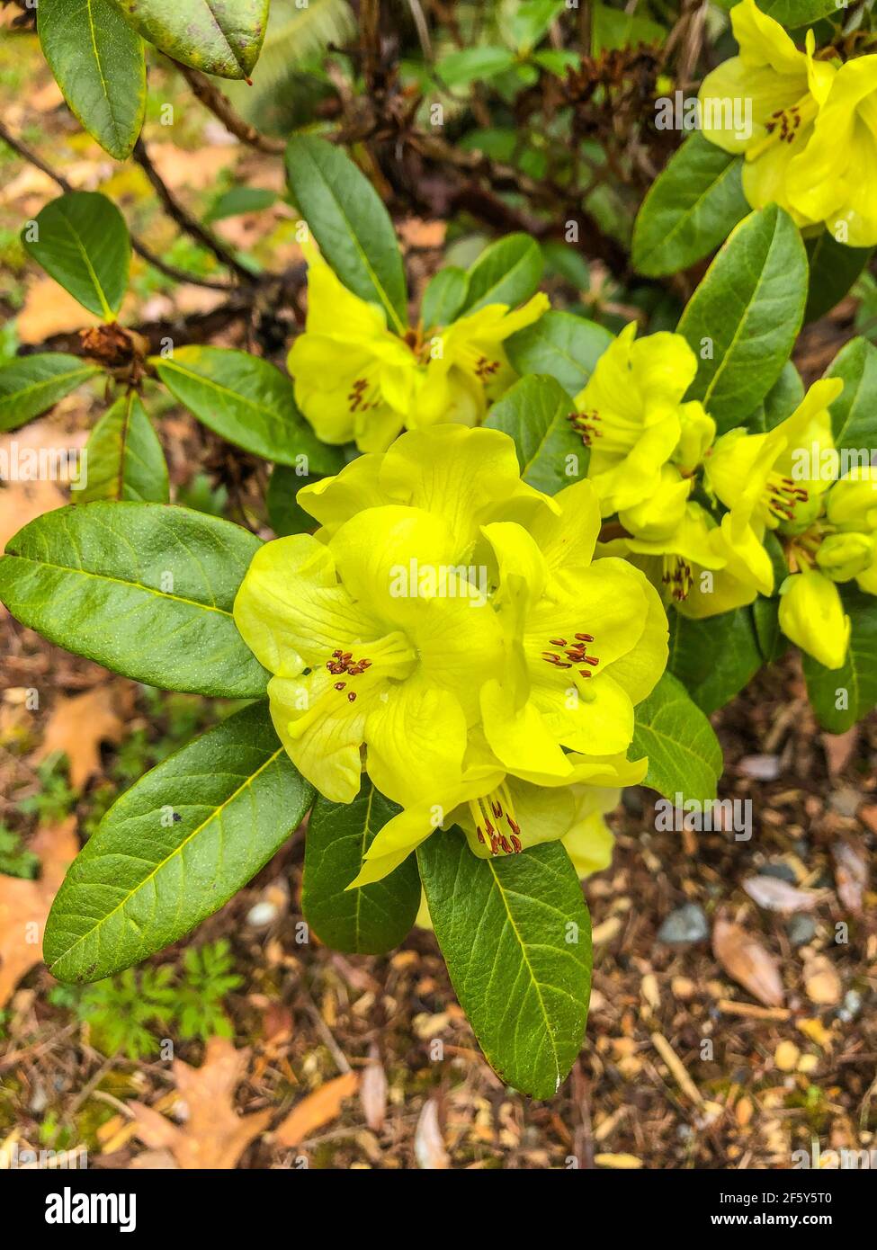 Oblong lanceolate leaf hi-res stock photography and images - Alamy