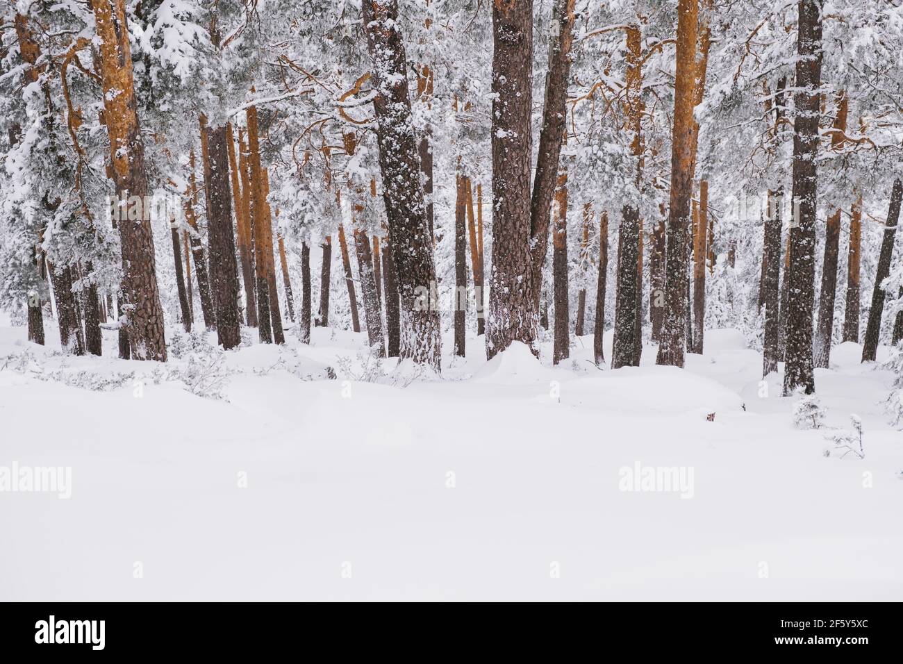 Snowcapped pine trees scene during strong blizzard in Sierra de ...