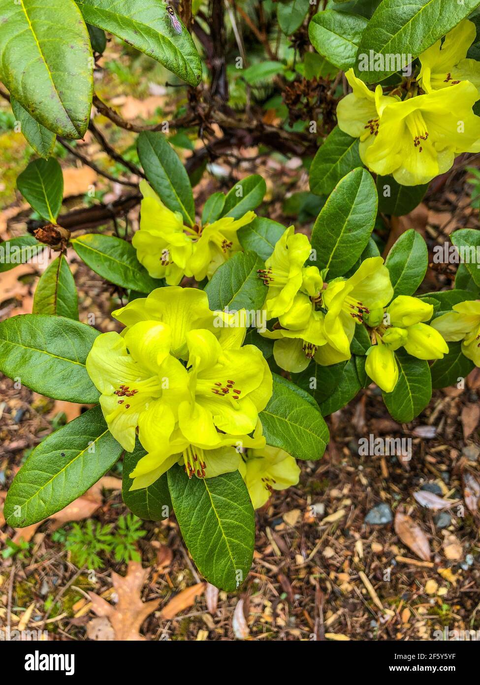 Rhododendron luteiflorum is broadleaf evergreen shrub, small, compact ...
