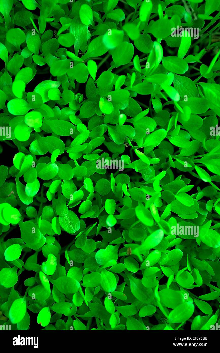 Lettuce seedlings hi-res stock photography and images - Alamy