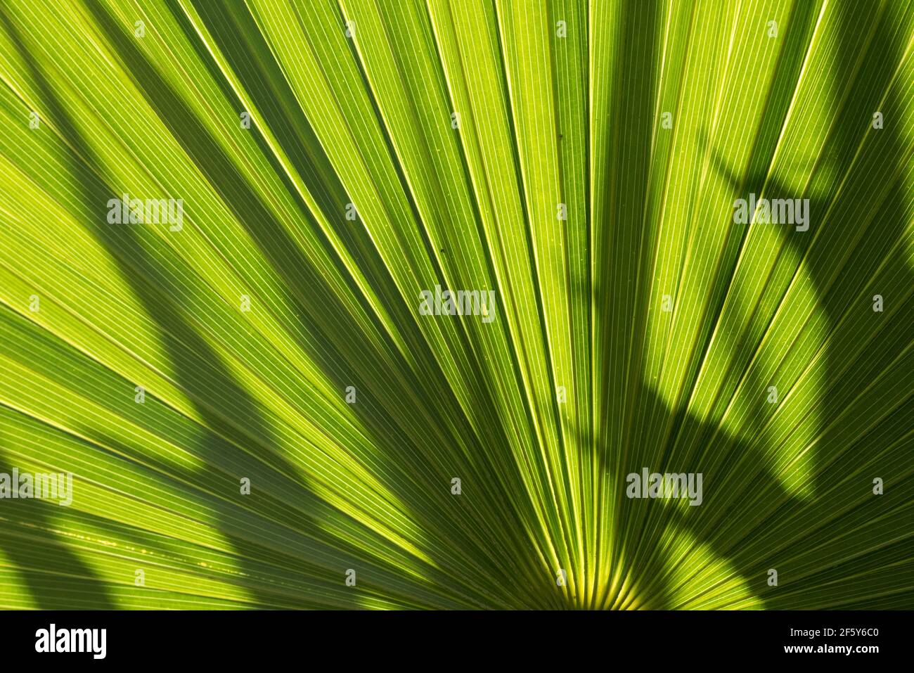 Top view of date palm tree isolated Stock Photo - Alamy