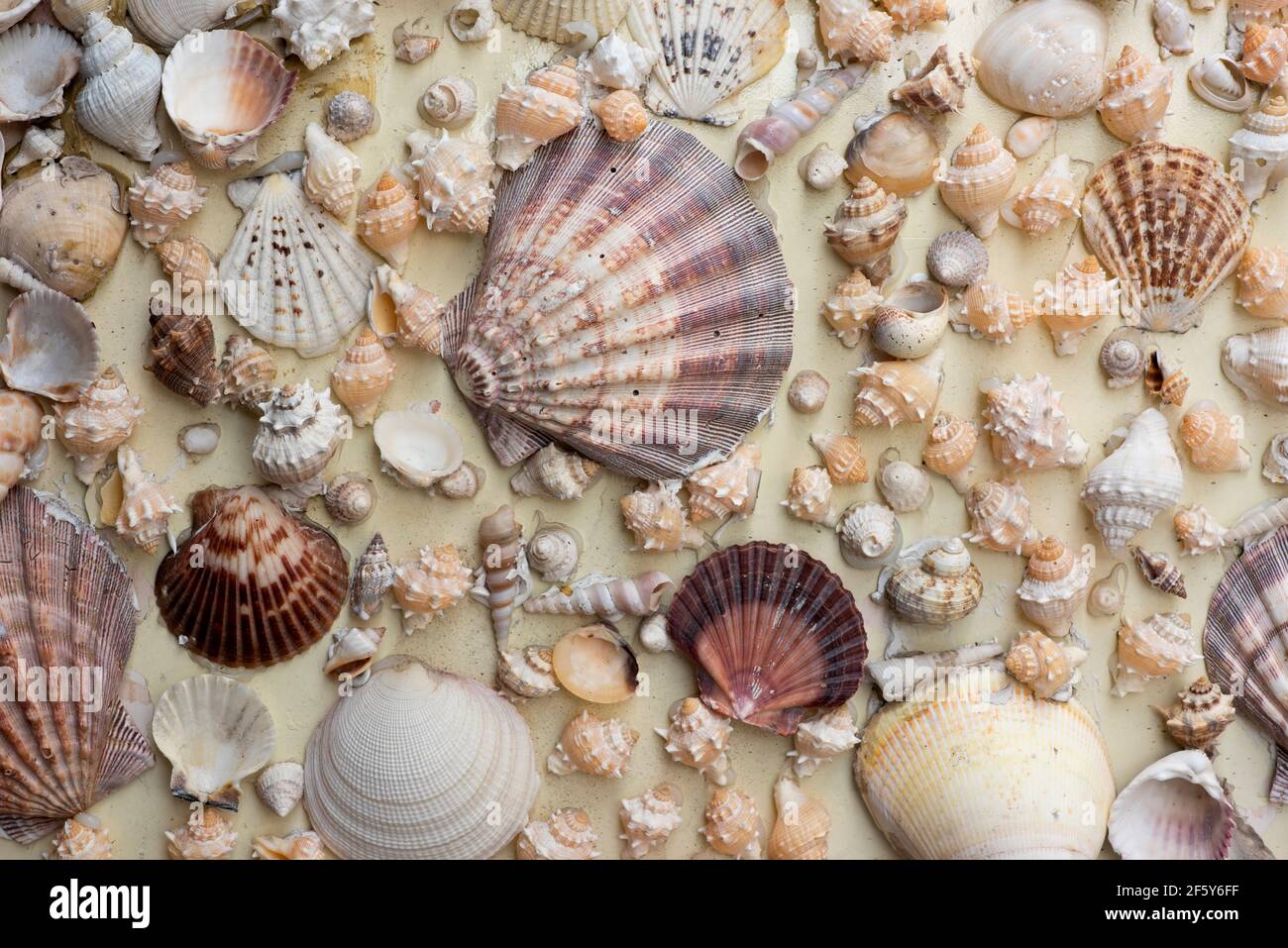 Close-up of many sea shells on the sand Stock Photo - Alamy
