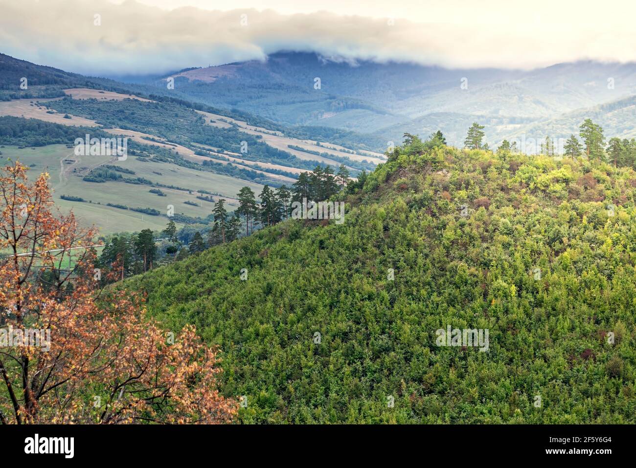 Pine forests and hills in Slovakia. Landscape Stock Photo - Alamy