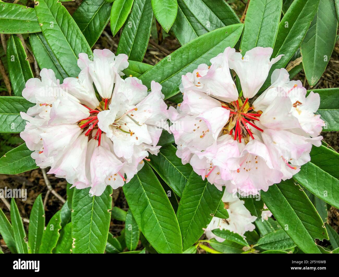 Rhododendron principis is small, evergreen tree with leathery leaves ...