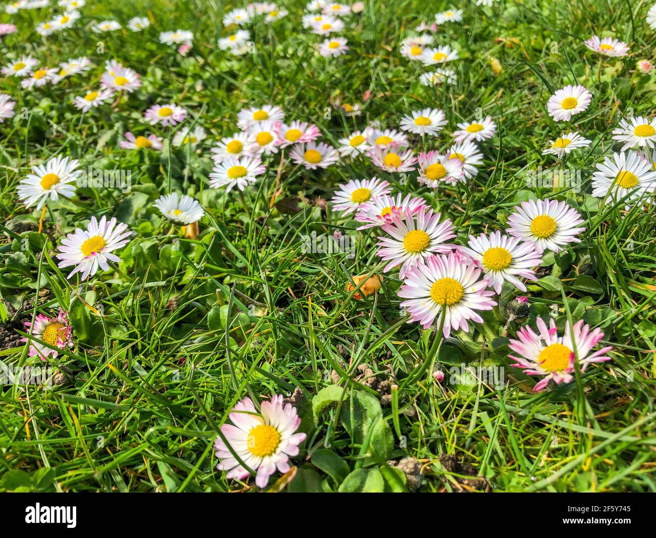 Common daisy (Bellis perennis) is a common European species of daisy ...
