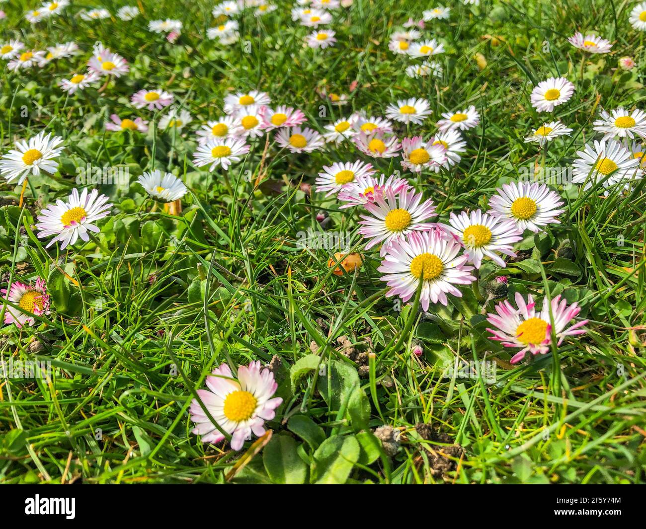 Common daisy (Bellis perennis) is a common European species of daisy ...