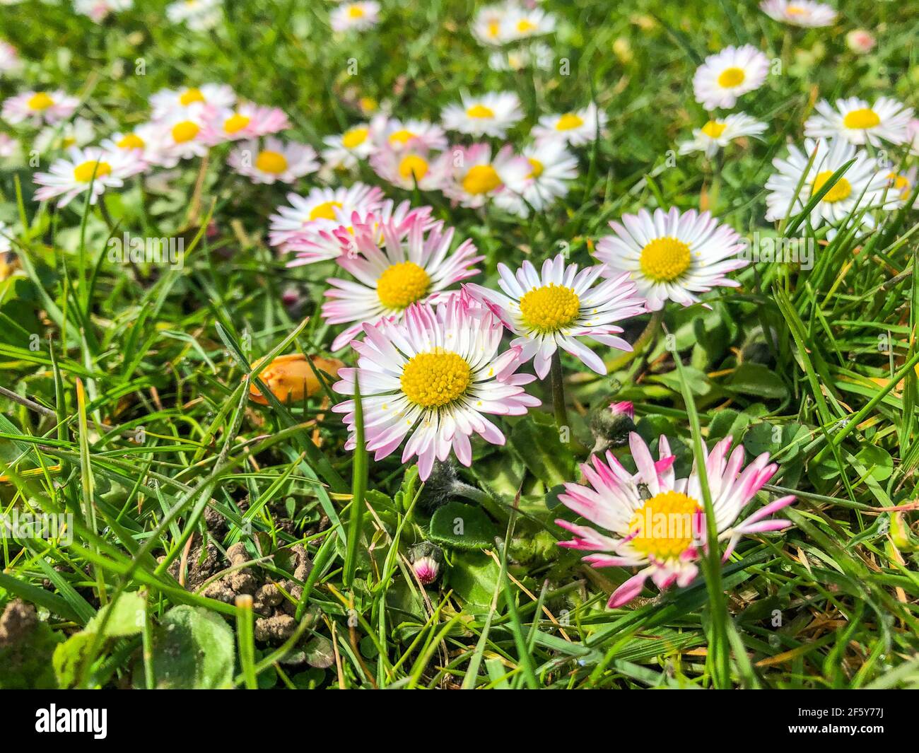 Common daisy (Bellis perennis) is a common European species of daisy ...
