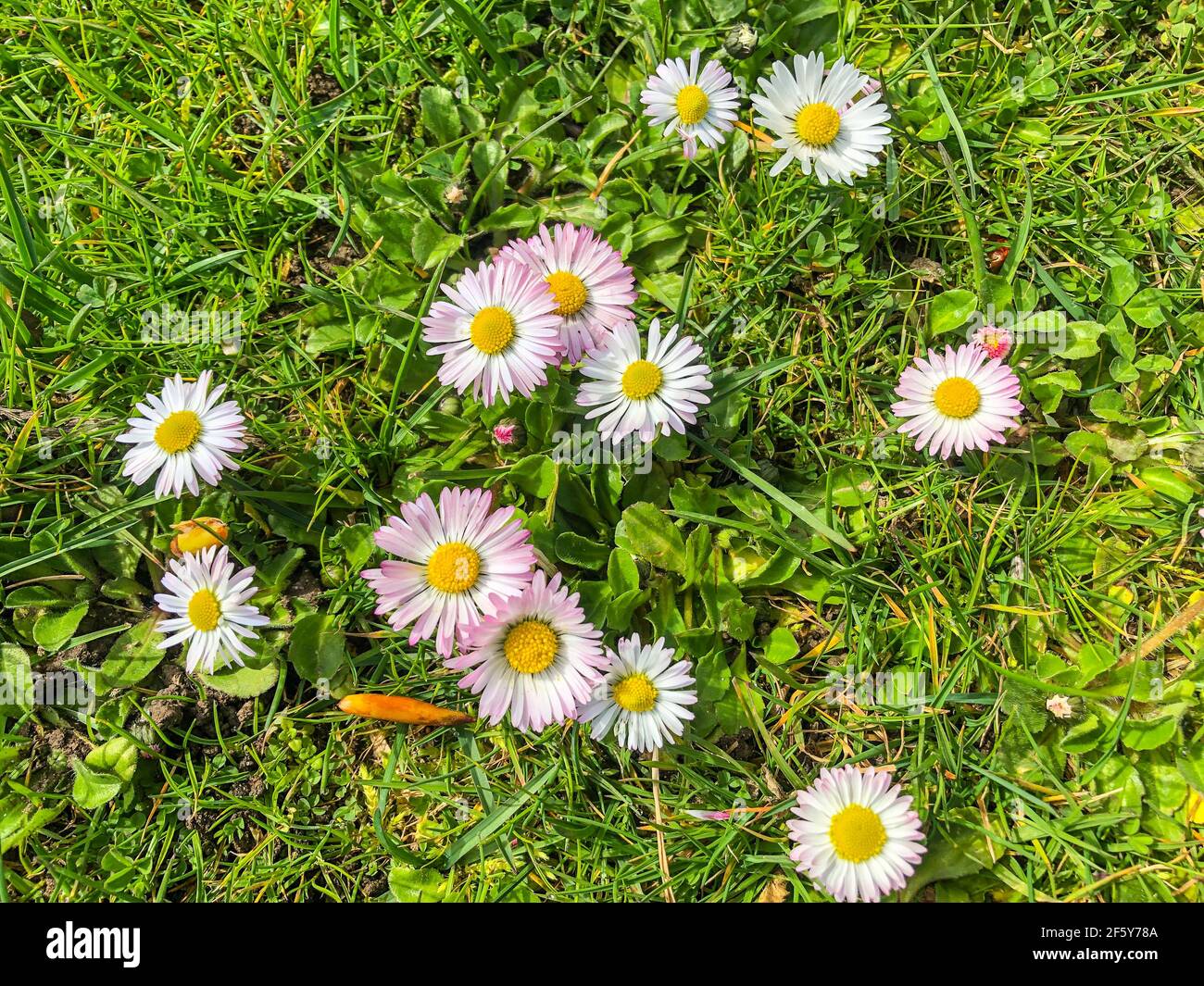 Common daisy (Bellis perennis) is a common European species of daisy ...