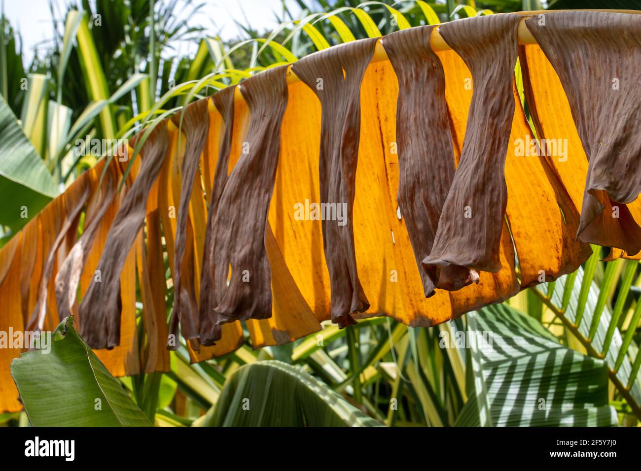 Potassium deficiency plants hi-res stock photography and images - Alamy
