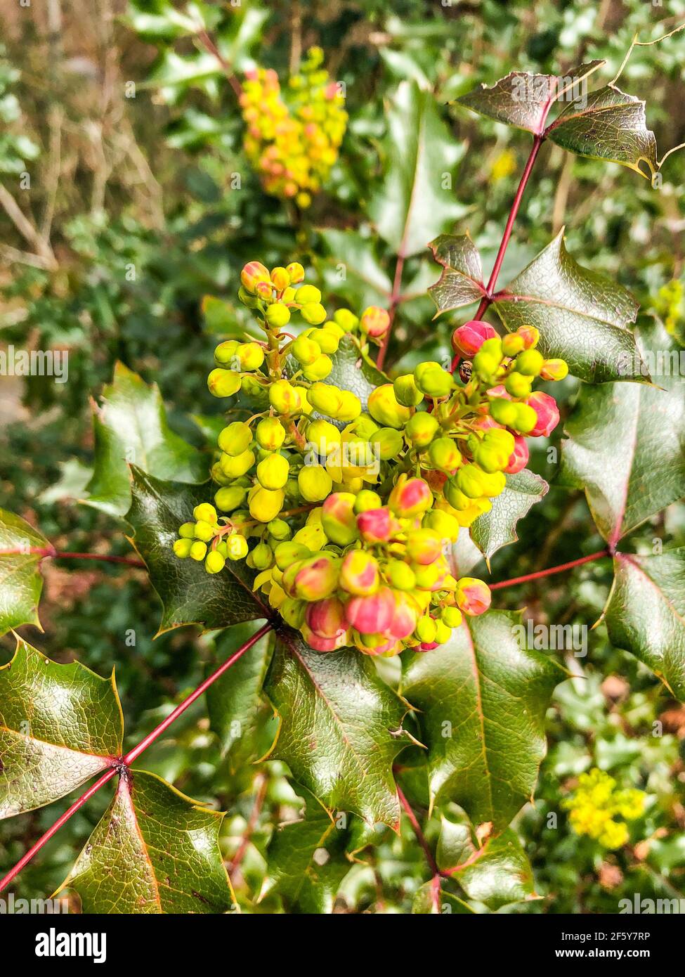 Common holly (Ilex aquifolium) is a species of holly native to western ...