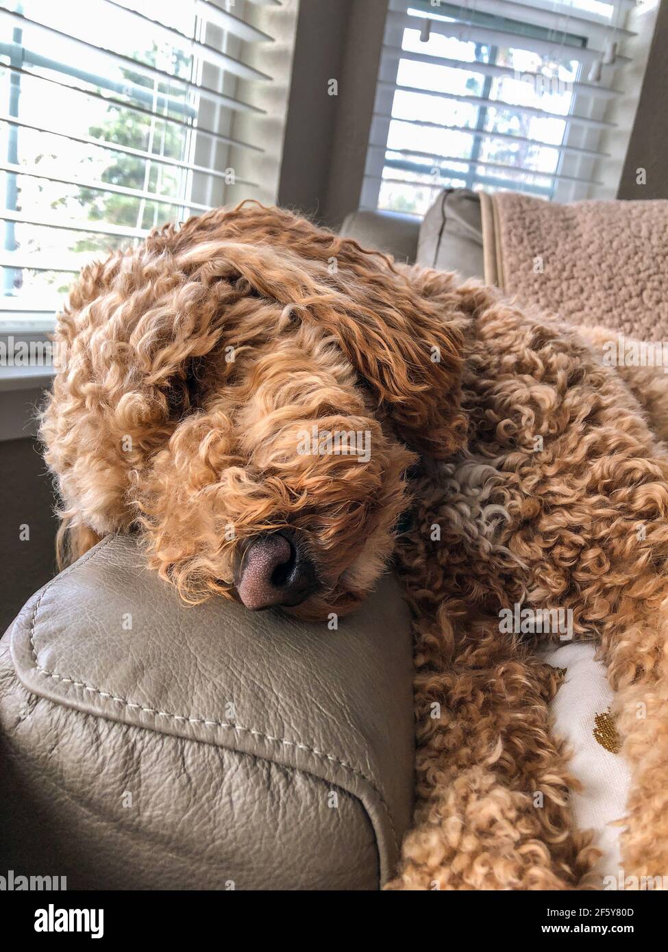 Australian Labradoodle is a mix between the Labrador Retriever, Poodle ...