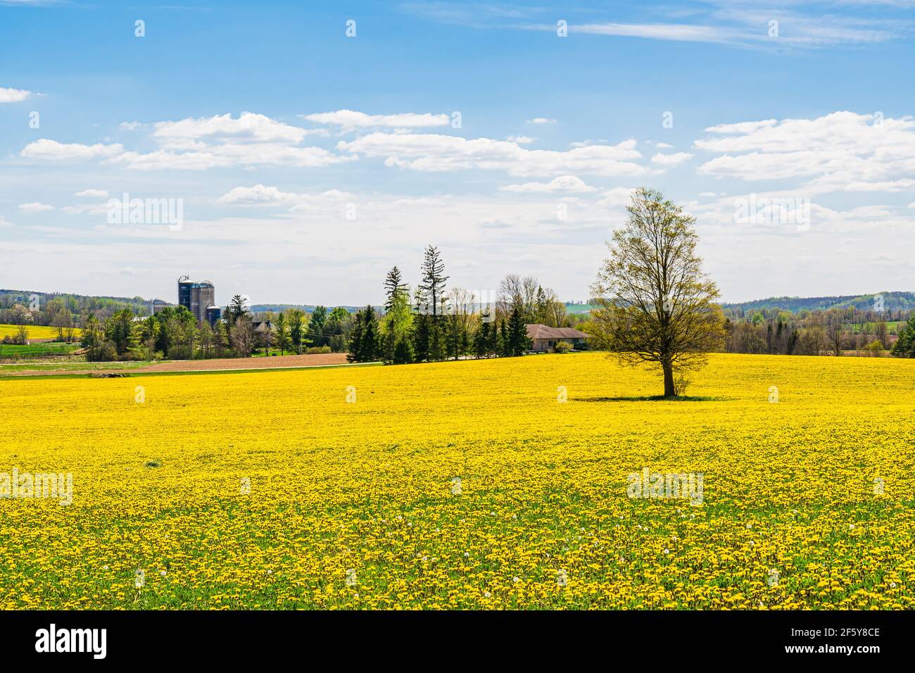 Rural Countryside Yellow Farm Field Ontario Canada Stock Photo - Alamy