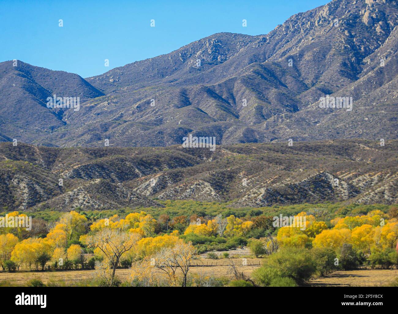 Poplar montana hi-res stock photography and images - Alamy