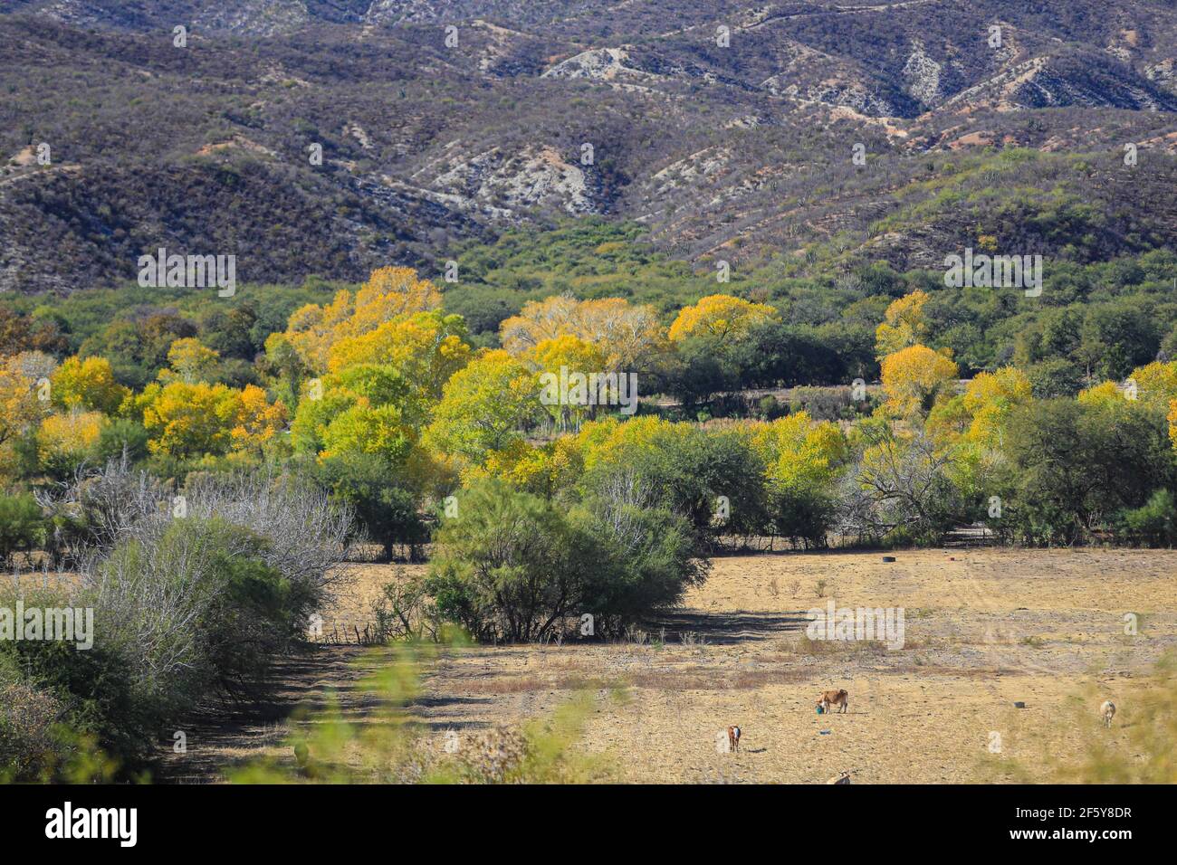 Aconchi, Mpo. Aconchi, Sonora, Mexico. Grove, forest, livestock ...