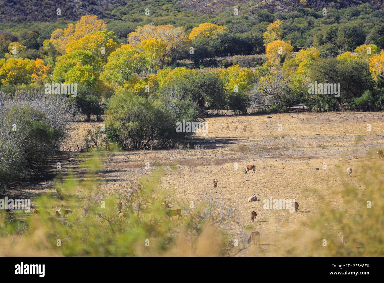 Mpo aconchi hi-res stock photography and images - Alamy