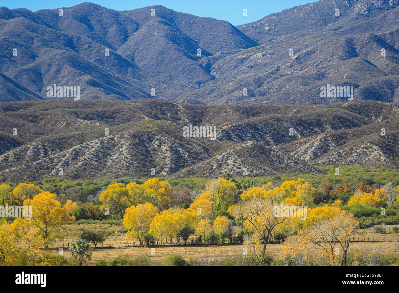 Aconchi, Mpo. Aconchi, Sonora, Mexico. Grove, forest, poplar trees ...