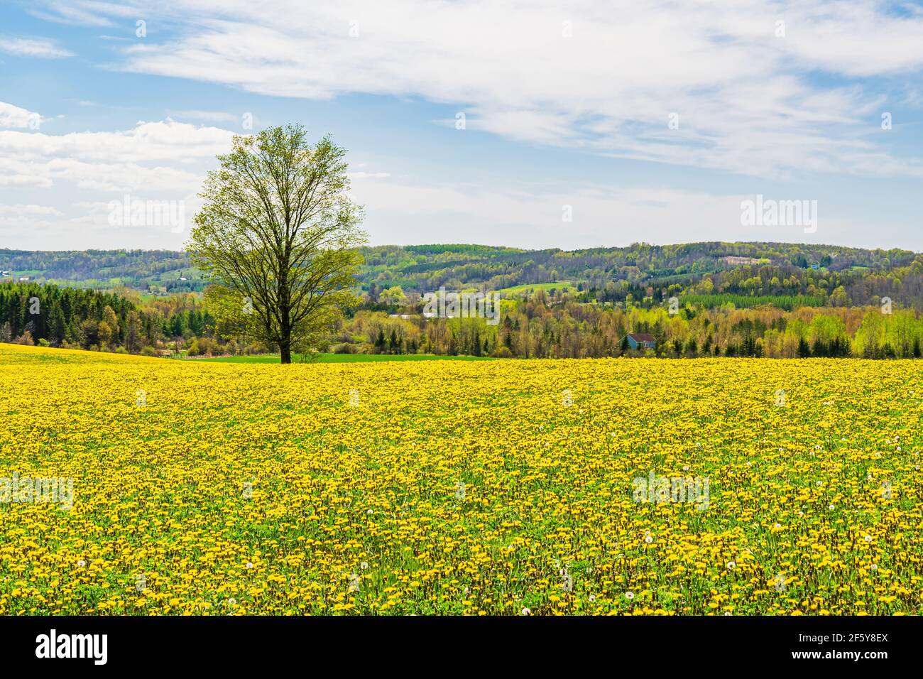 Ontario field flowers hi-res stock photography and images - Alamy
