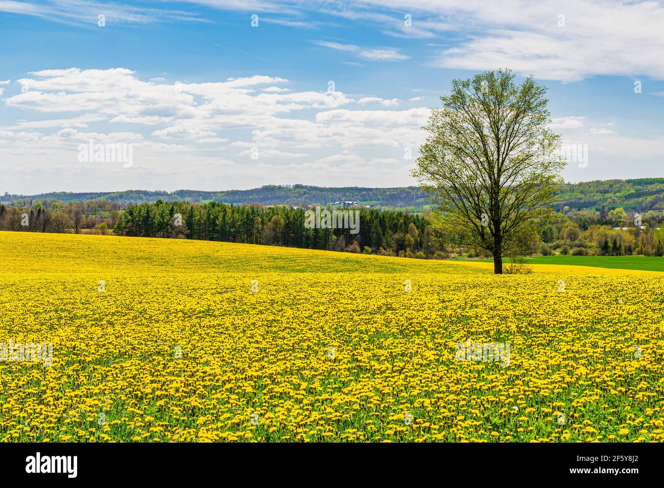 Rural Countryside Yellow Farm Field Ontario Canada Stock Photo - Alamy