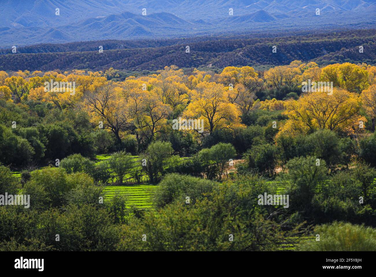Arboleda norte hi-res stock photography and images - Alamy