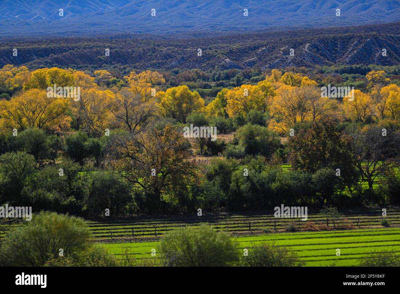 Aconchi, Mpo. Aconchi, Sonora, Mexico. Grove, forest, agriculture, plot ...