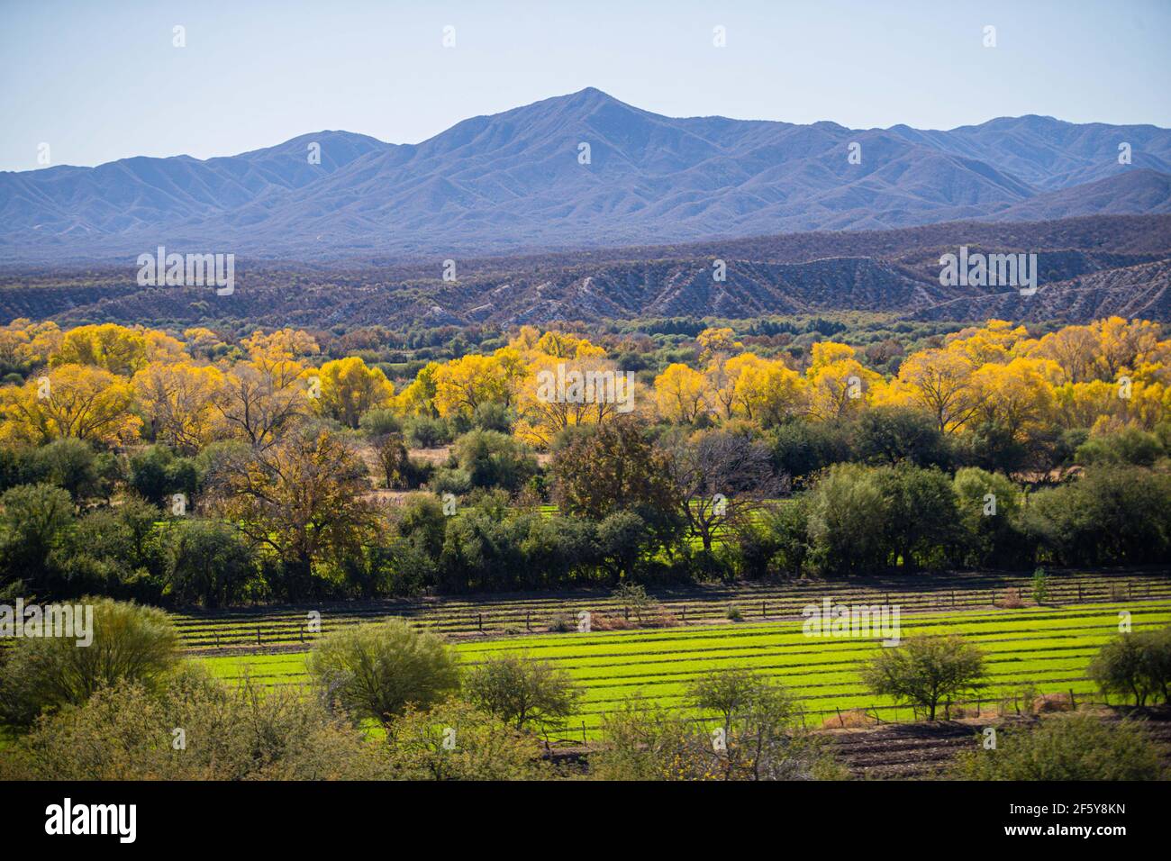 Aconchi, Mpo. Aconchi, Sonora, Mexico. Grove, forest, agriculture, plot ...
