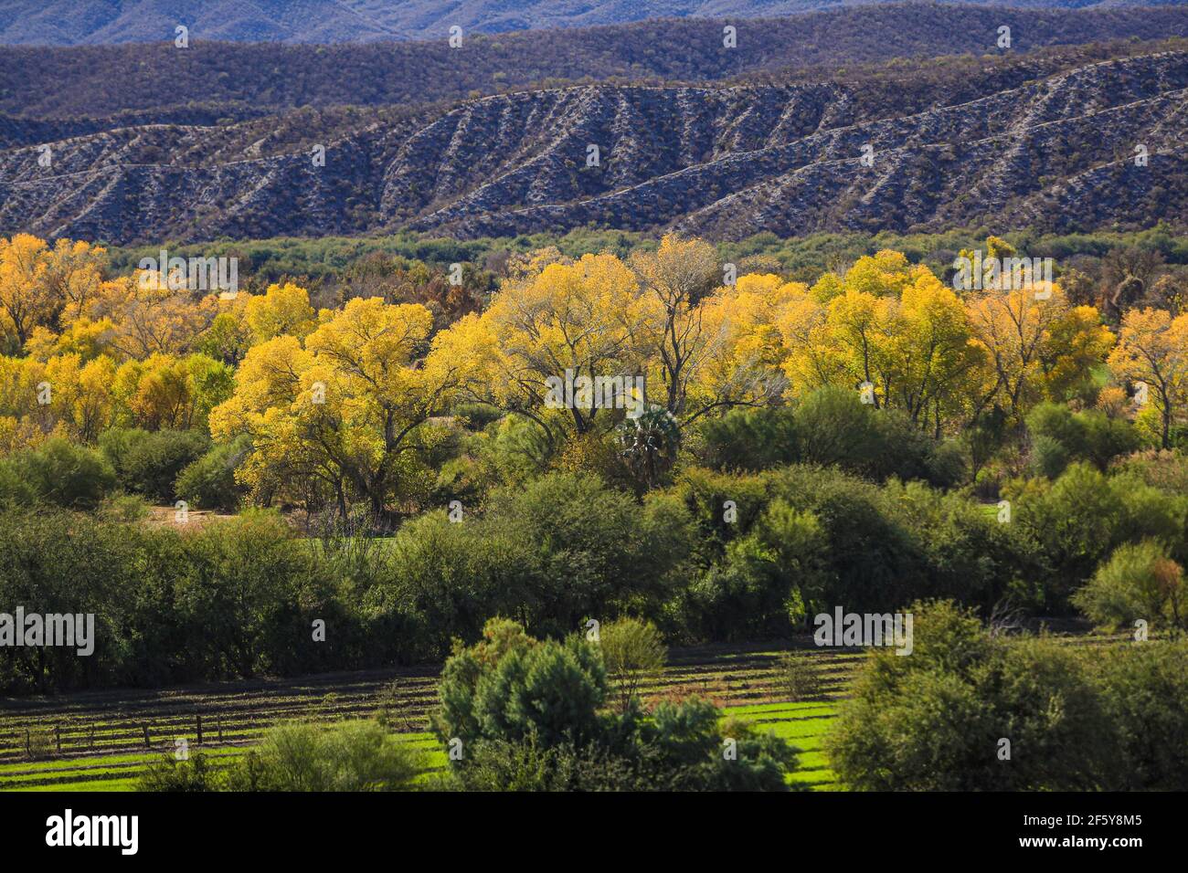 Aconchi, Mpo. Aconchi, Sonora, Mexico. Grove, forest, agriculture, plot ...