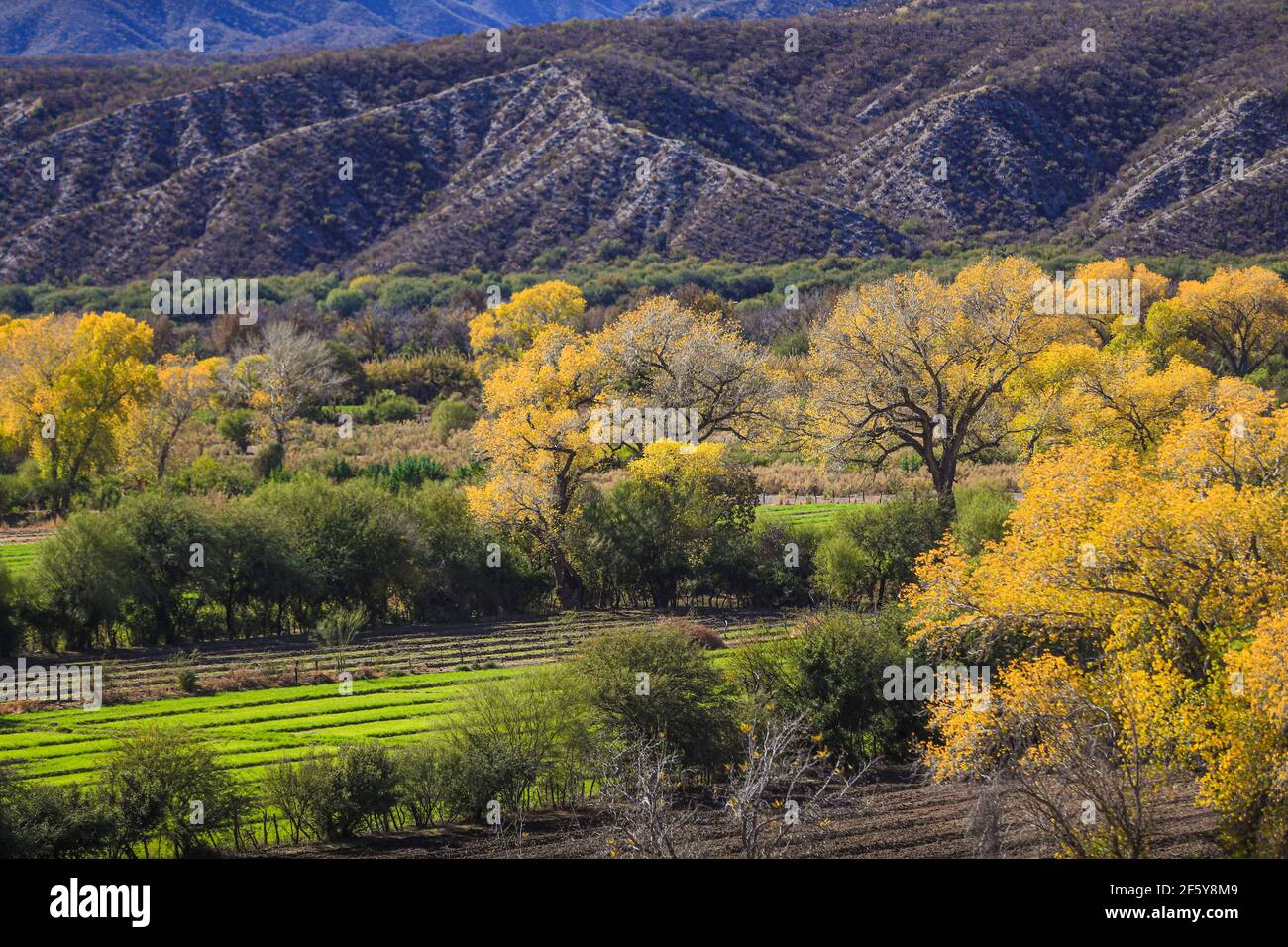 Aconchi, Mpo. Aconchi, Sonora, Mexico. Grove, forest, agriculture, plot ...