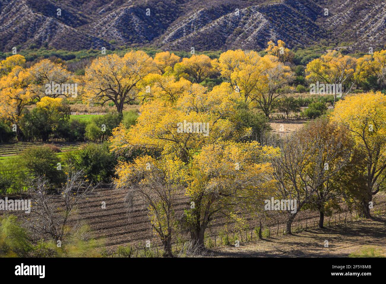 Aconchi, Mpo. Aconchi, Sonora, Mexico. Grove, forest, agriculture, plot ...