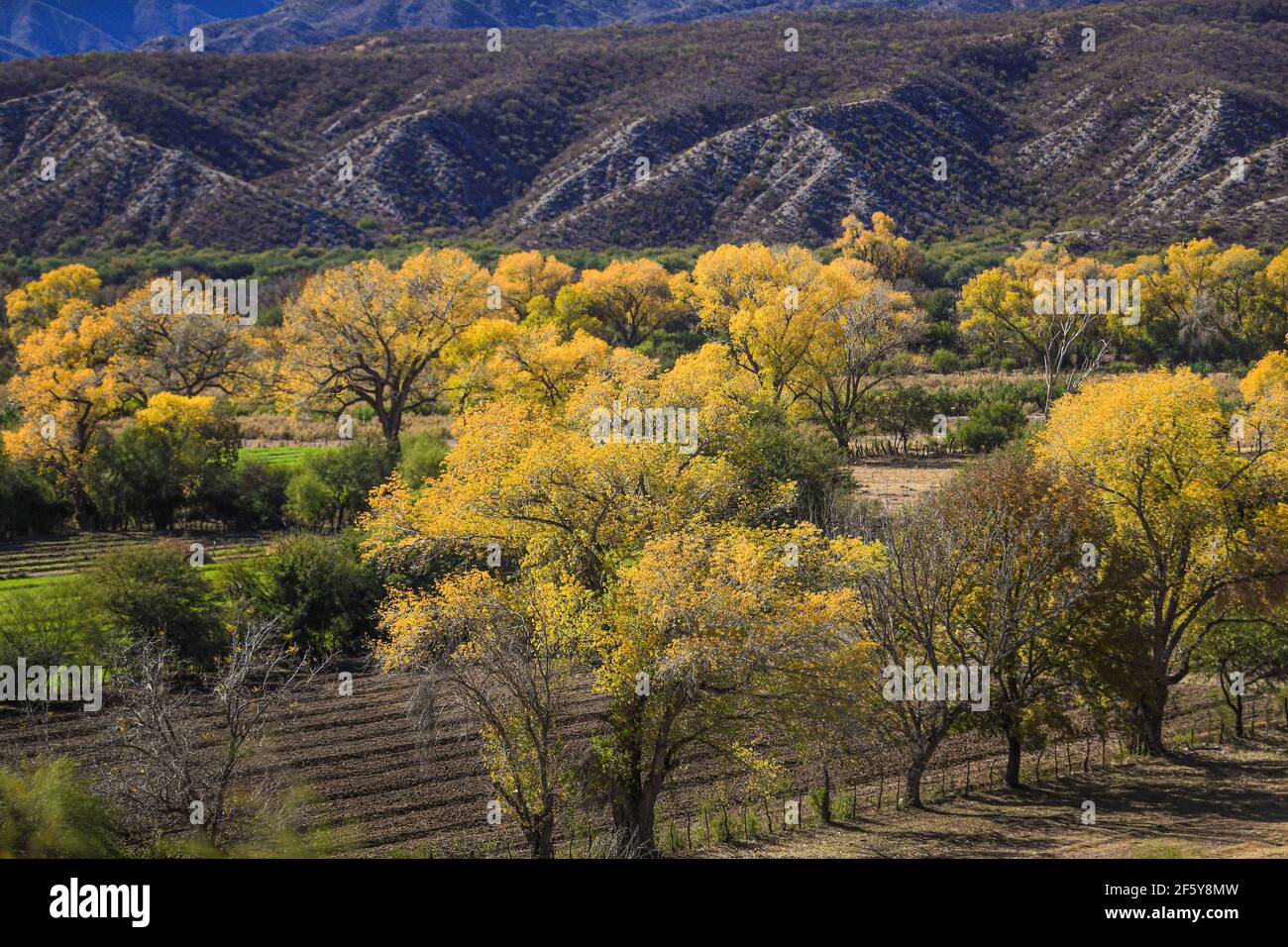 Aconchi, Mpo. Aconchi, Sonora, Mexico. Grove, forest, agriculture, plot ...