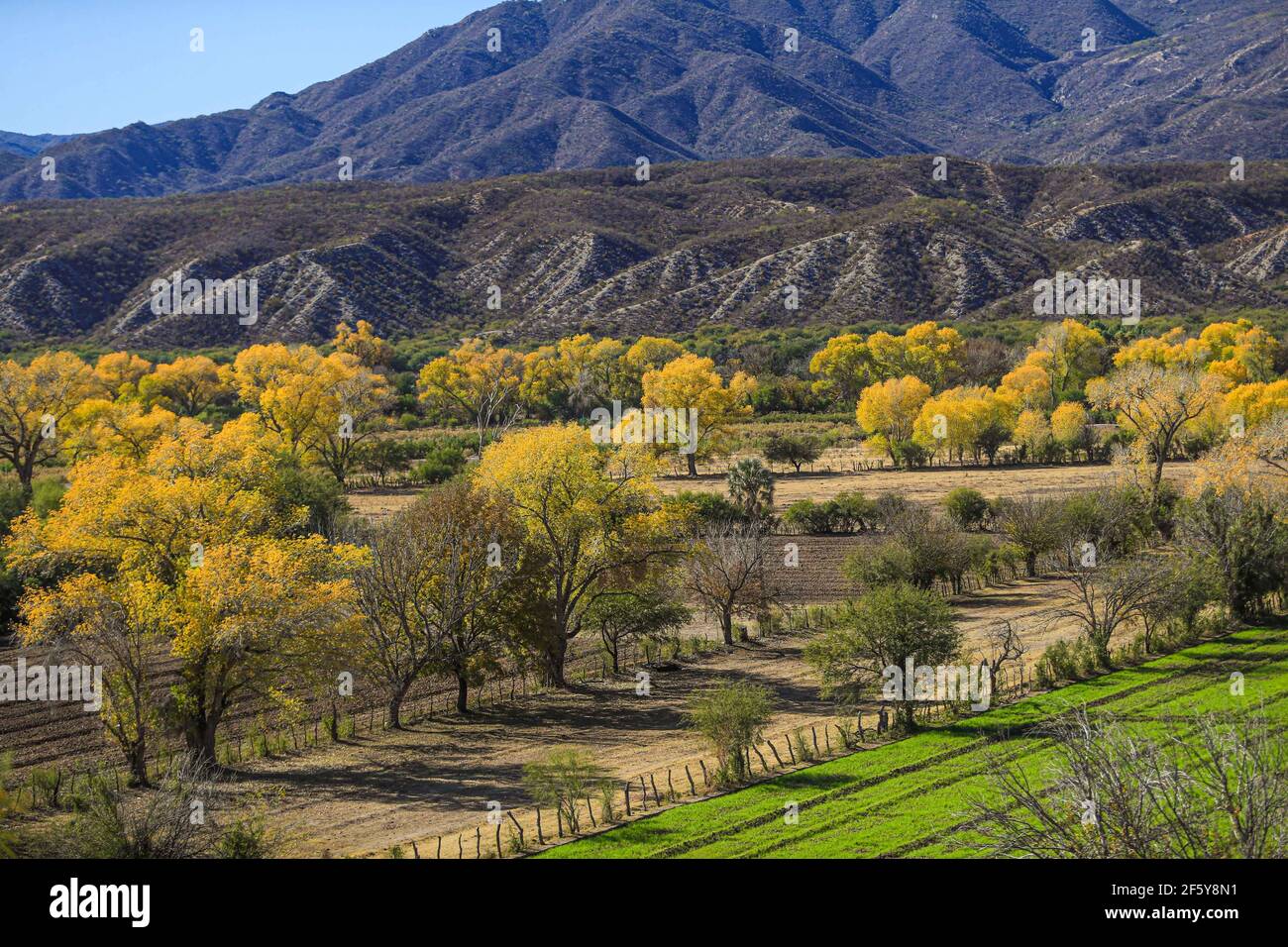 Aconchi, Mpo. Aconchi, Sonora, Mexico. Grove, forest, agriculture, plot ...