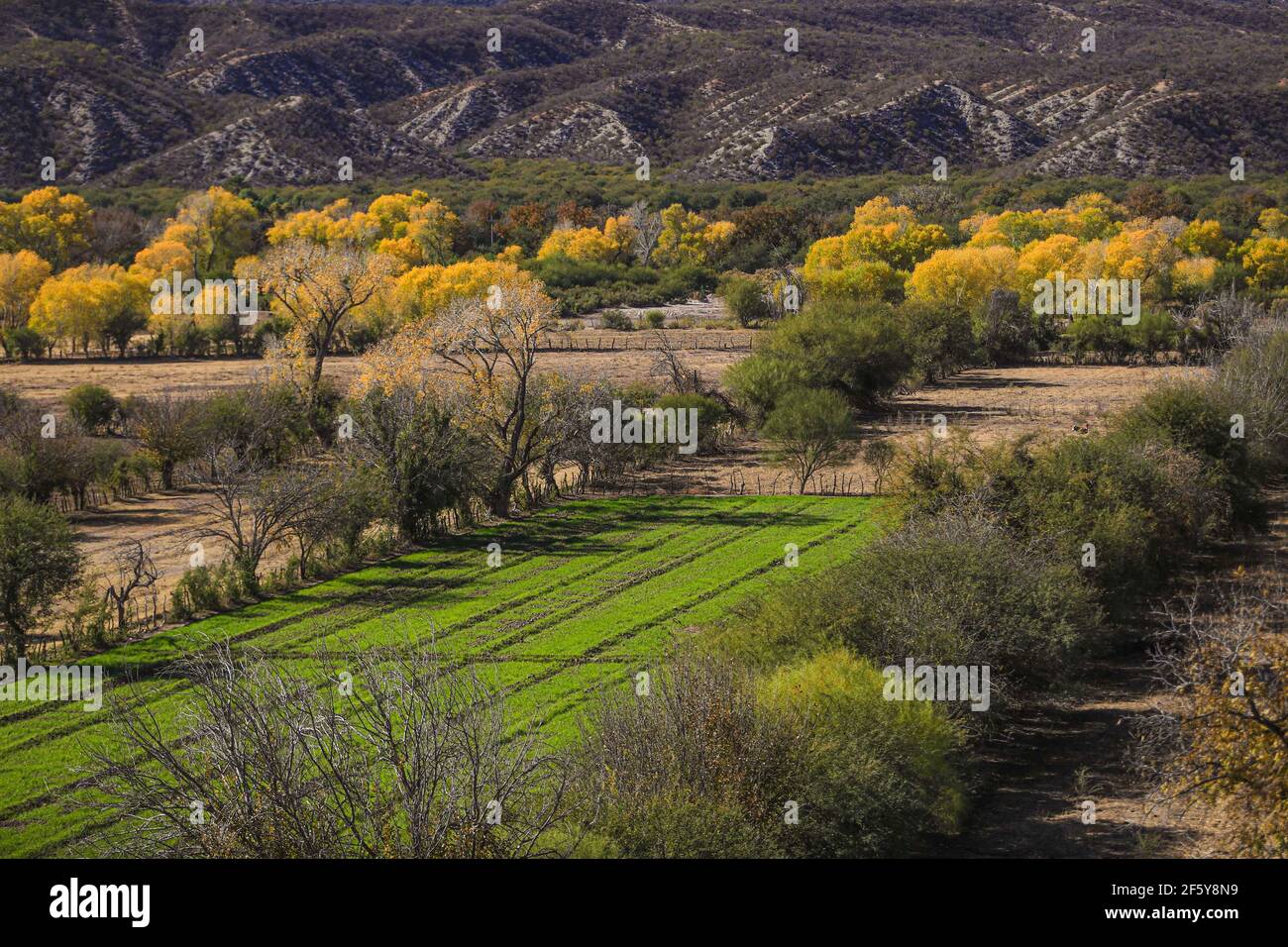 Aconchi, Mpo. Aconchi, Sonora, Mexico. Grove, forest, agriculture, plot ...