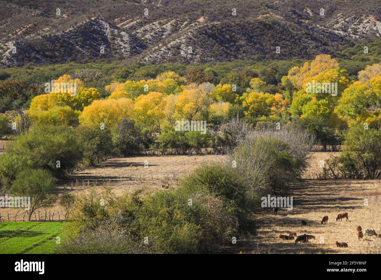 Mpo aconchi hi-res stock photography and images - Alamy