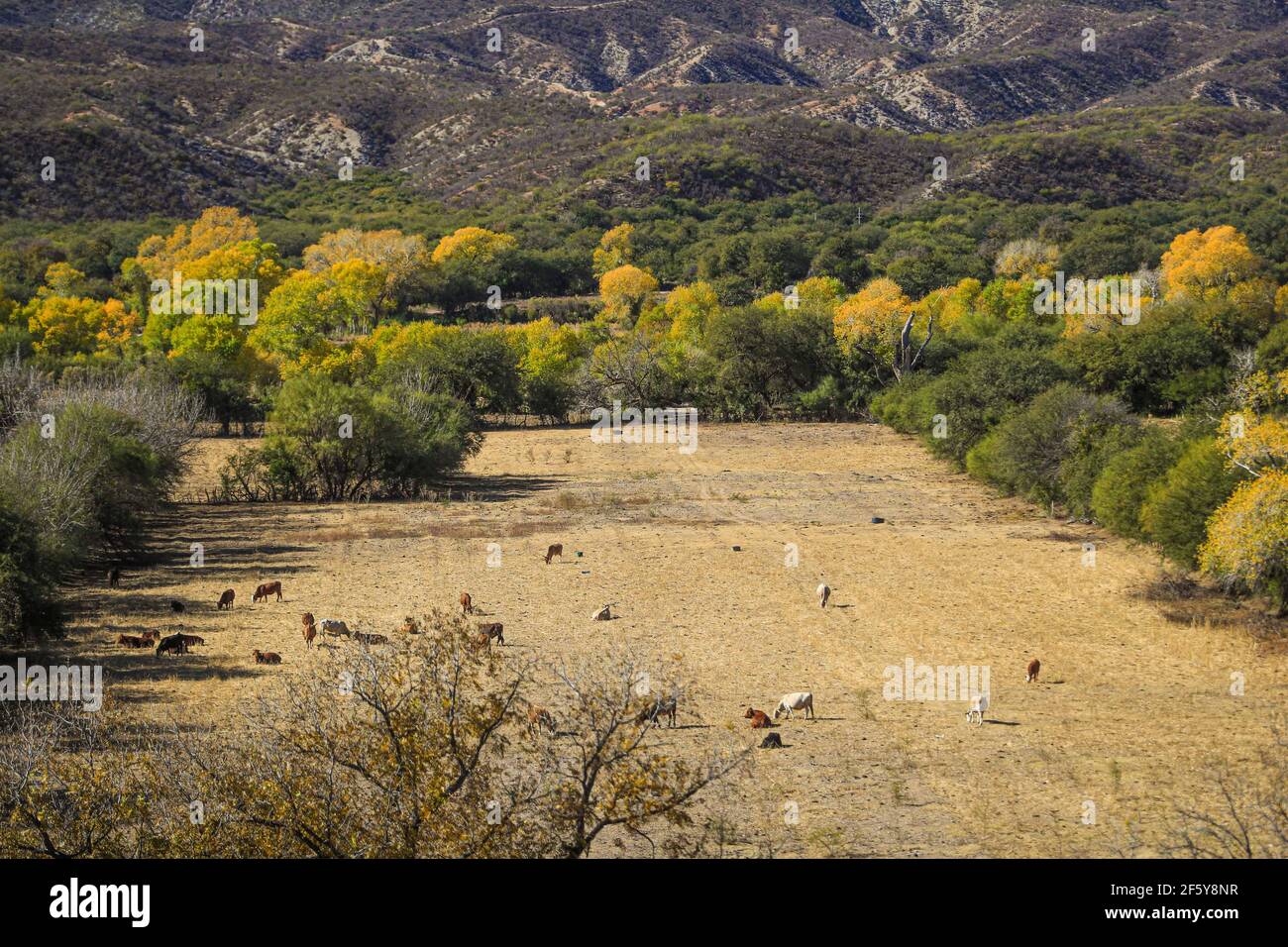 Aconchi, Mpo. Aconchi, Sonora, Mexico. Grove, forest, livestock ...