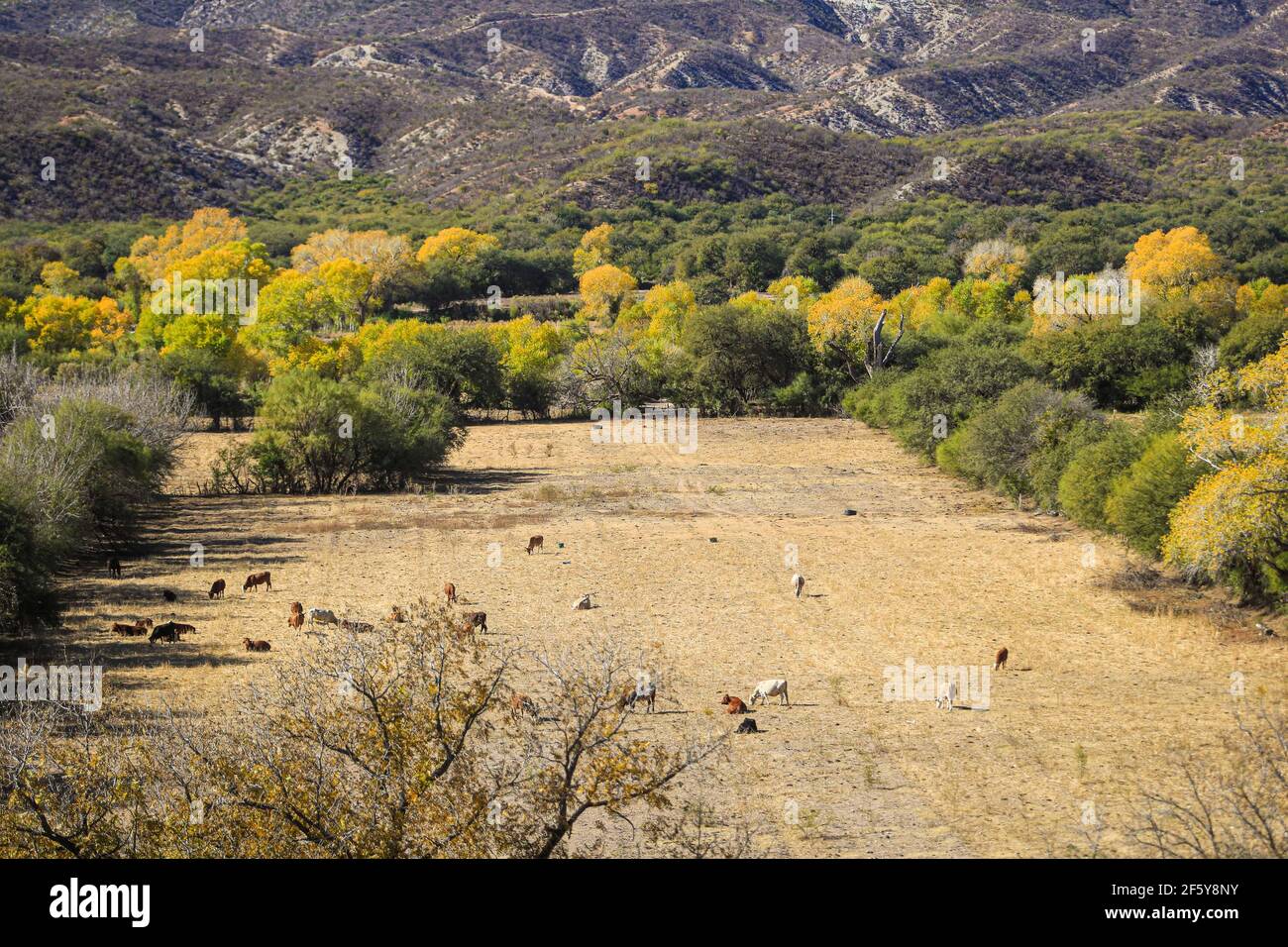 Mpo aconchi hi-res stock photography and images - Alamy
