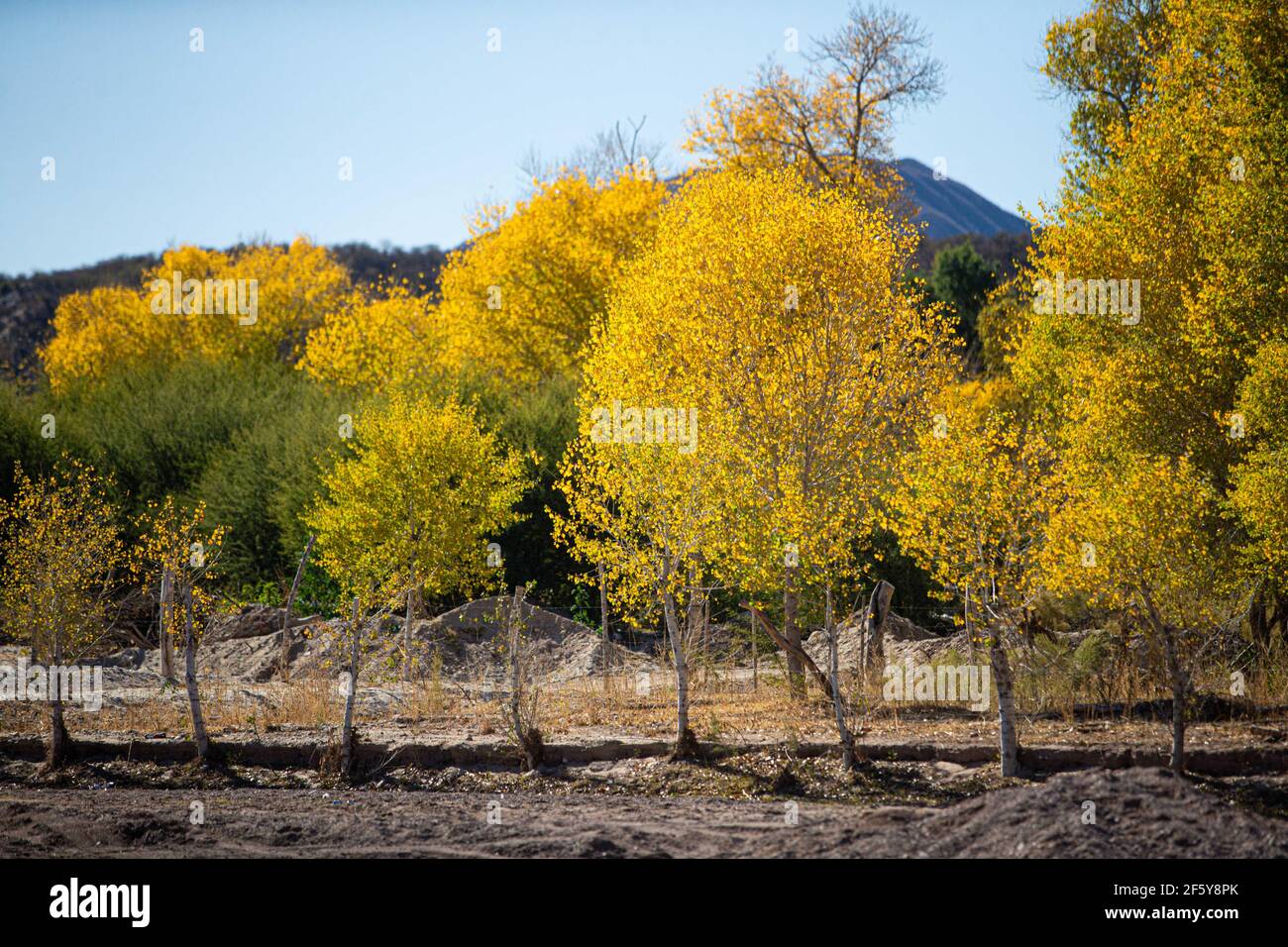 Arboles Amarillo High Resolution Stock Photography and Images - Alamy