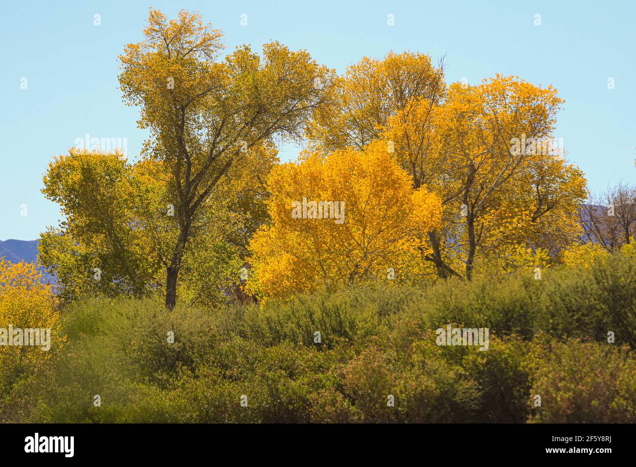 Aconchi, Mpo. Aconchi, Sonora, Mexico. Grove, forest, poplar trees ...