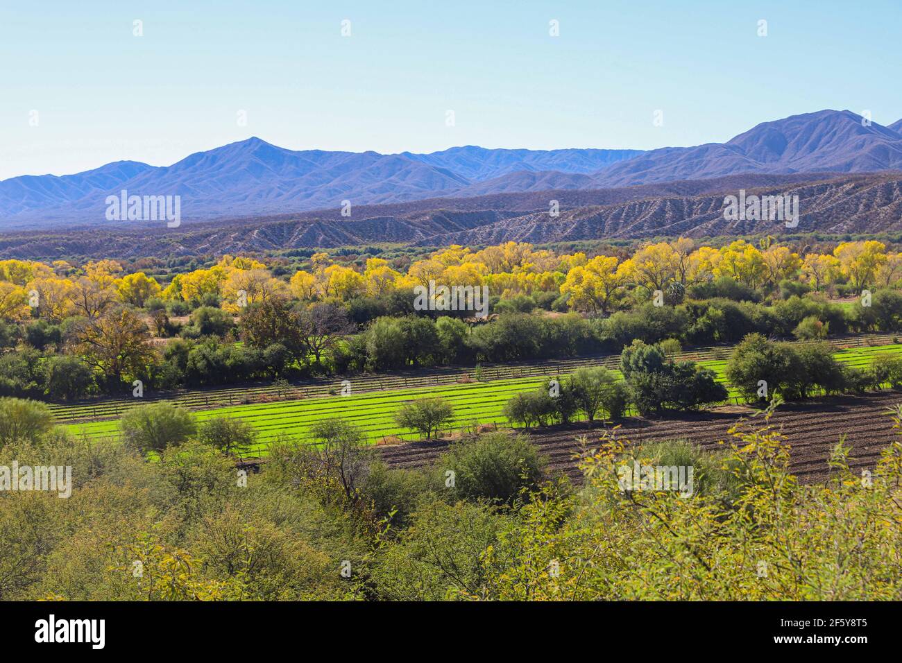 Aconchi, Mpo. Aconchi, Sonora, Mexico. Grove, forest, agriculture, plot ...