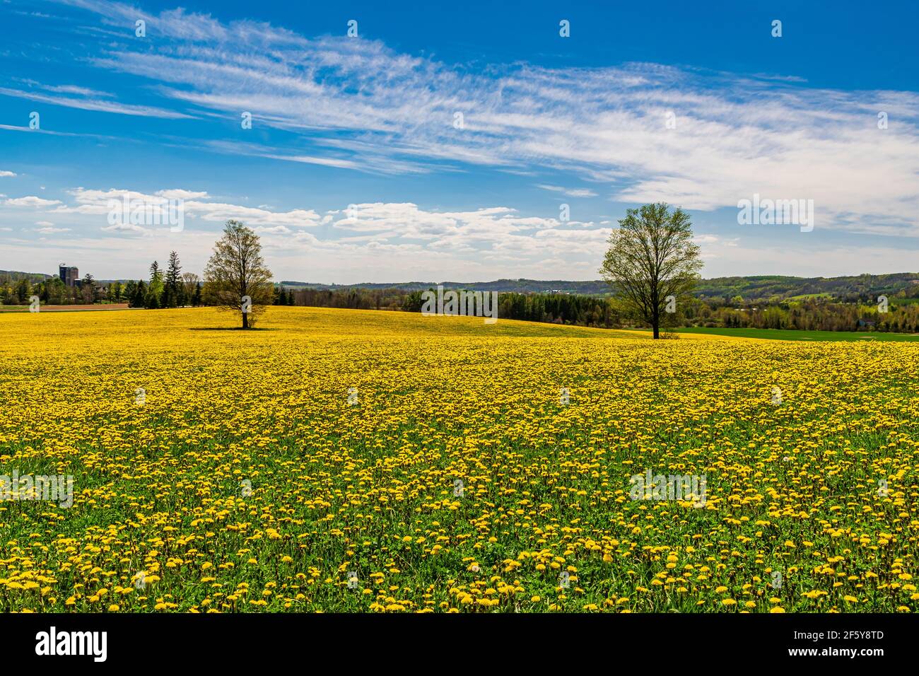 Rural Countryside Yellow Farm Field Ontario Canada Stock Photo - Alamy