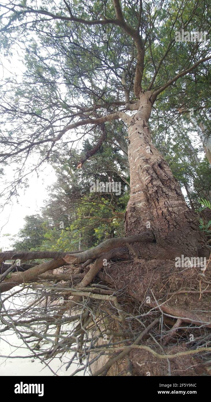 Low angle view a majestic oak tree with spread branches Stock Photo - Alamy