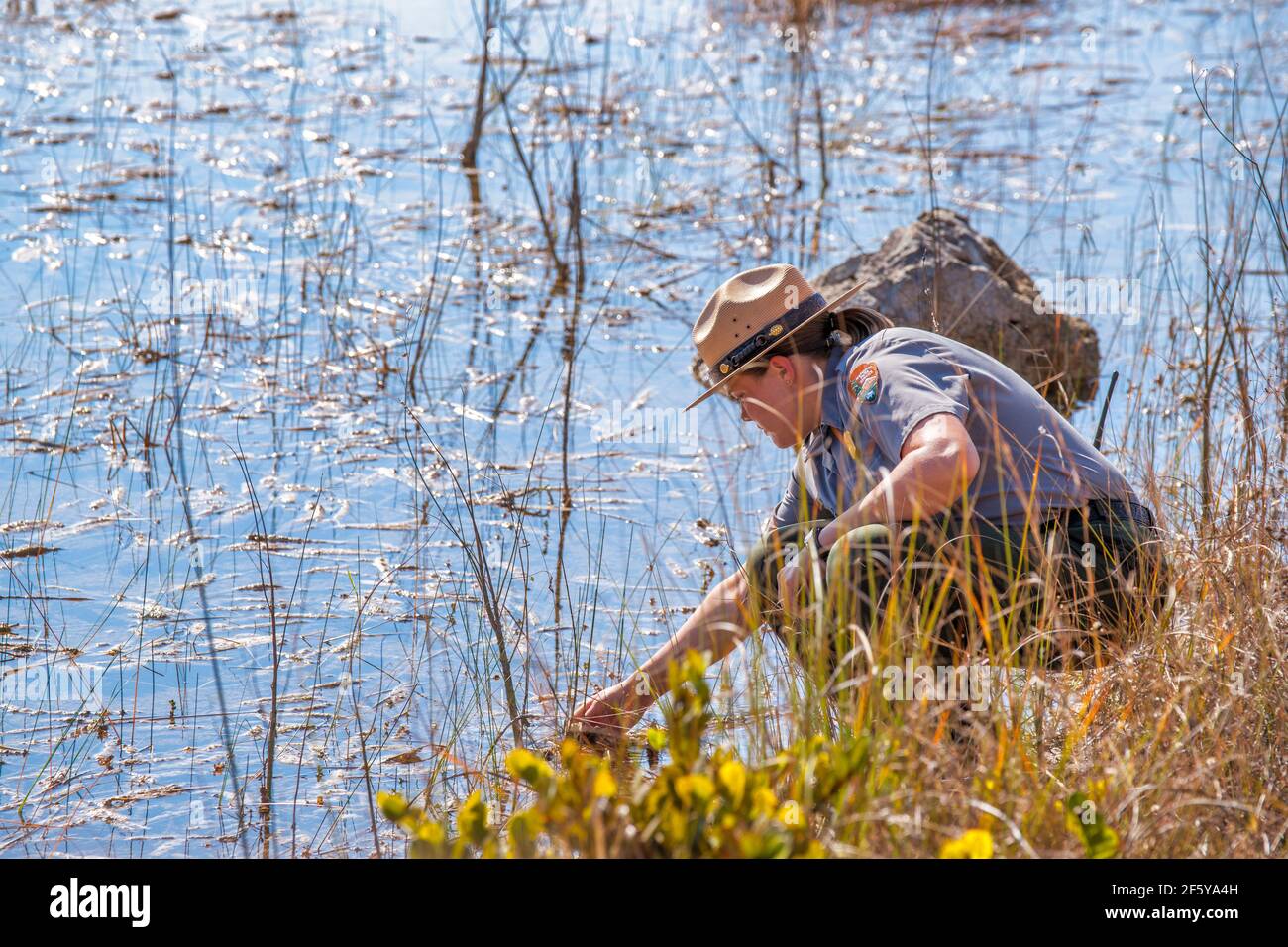 Ranger point out water plants growing at Shark Valley in Everglades ...